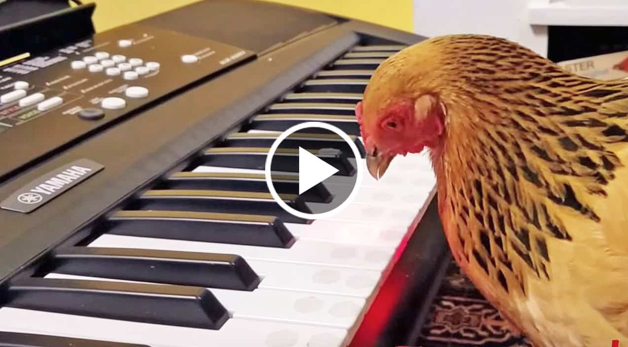 Patriotic Chicken Stuns With Jaw-Dropping Rendition Of ‘America The ...