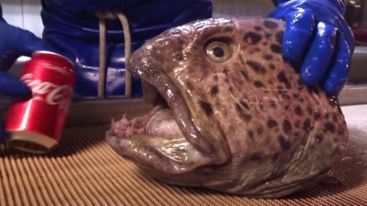 Video Shows Wolf Eel Head Biting Through Coke Can