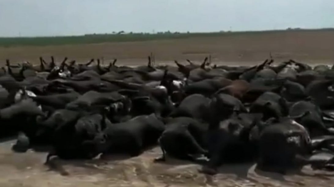 Thousands Of U.S. Cattle Die Due To Extreme Heat – Country Music Nation