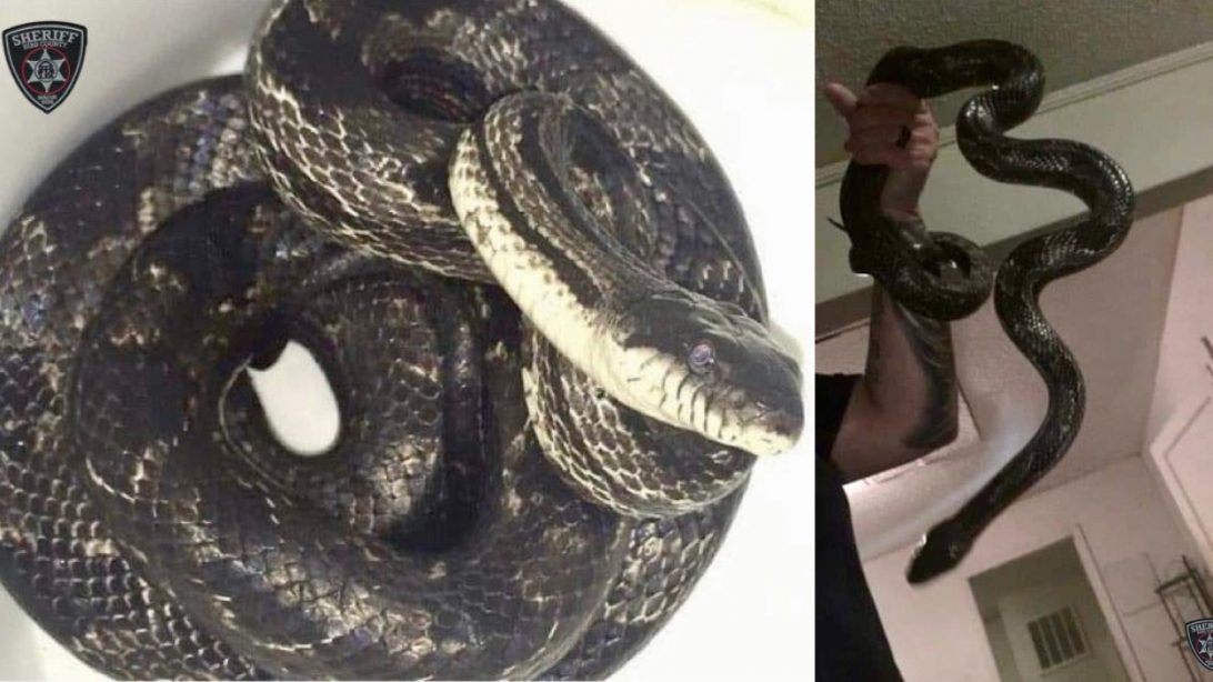 Georgia Children Find 6ft Snake Under Their Bedside Table – Country ...