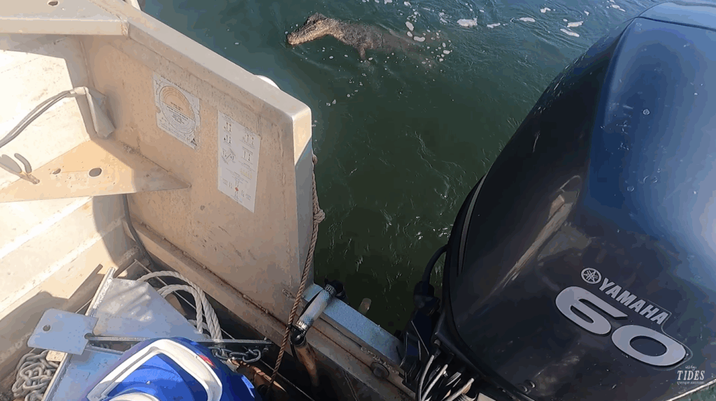 Heart-Stopping Moment Crocodile Climbs Onto Fishing Boat