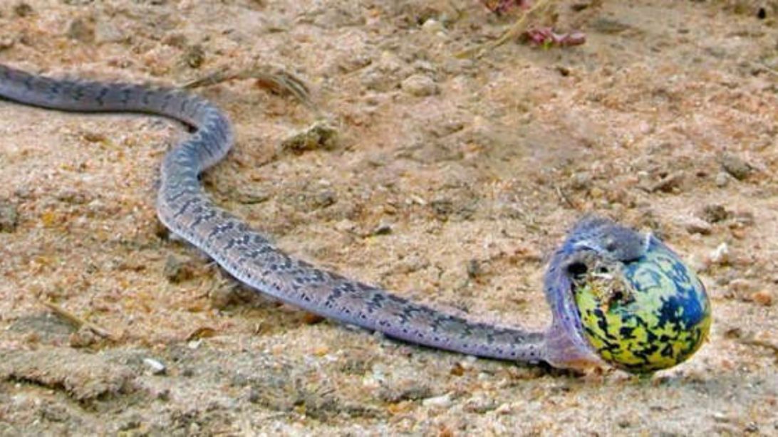 Snake Devours Bird Egg 3 Times Size Of Its Head