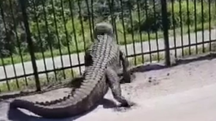 Florida Gator Effortlessly Tears Through Metal Fence In Viral Video ...