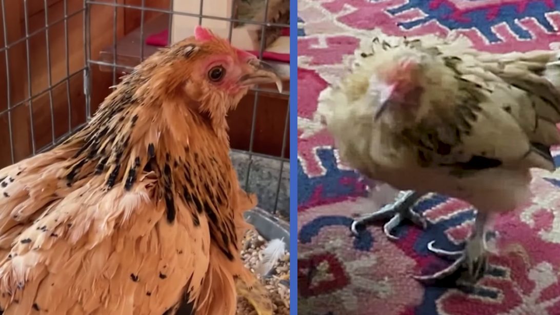 Meet The World’s Oldest Chicken…She’s 20 Years Old! – Country Music Nation