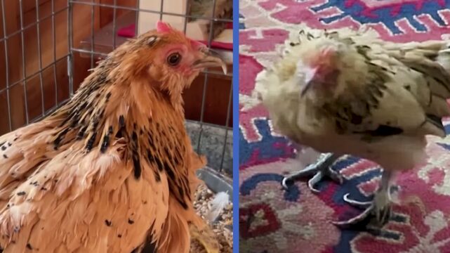 Meet The World's Oldest Chicken...She's 20 Years Old!
