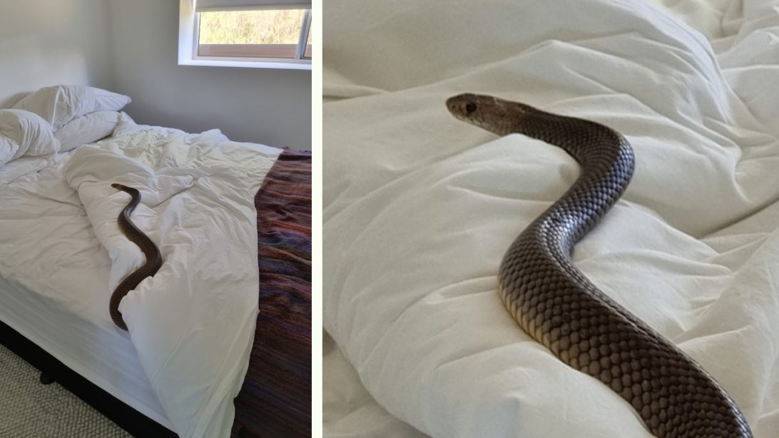 Family Finds World's 2nd Most Venomous Snake Lurking Under The Sheets