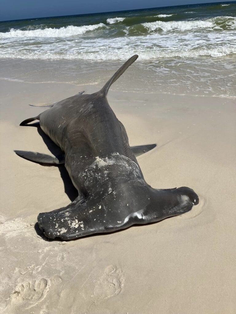 Rare Sight: Hammerhead Shark Found With 40 Pups On Beach