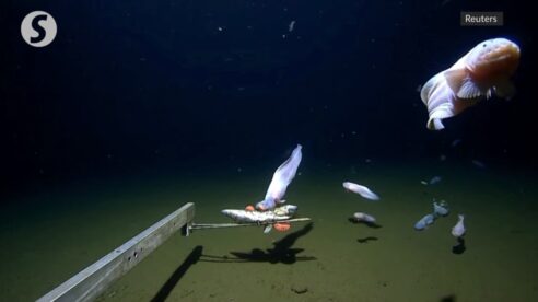 Breaking Records: Scientists Films Deepest Fish Ever Recorded