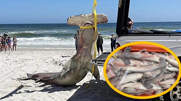 Rare Sight: Hammerhead Shark Found With 40 Pups On Beach – Country ...