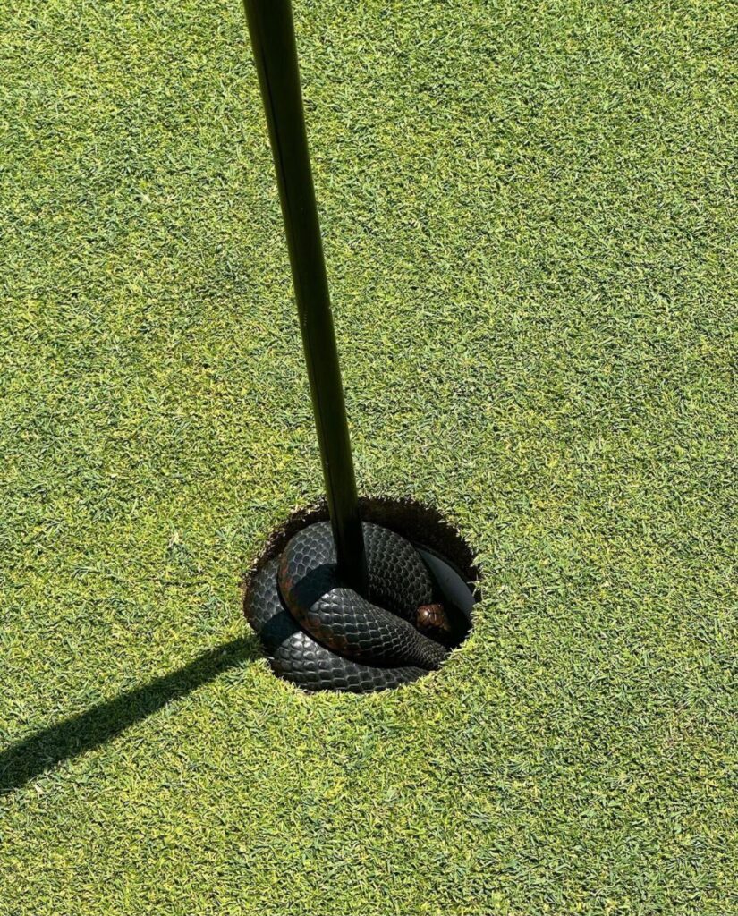 Venomous Snake Found In Golf Course Hole