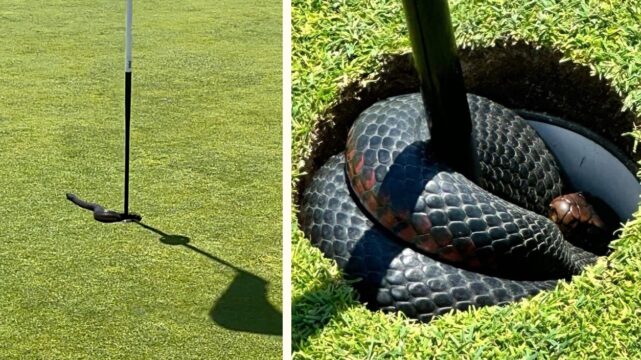 Venomous Snake Found In Golf Course Hole