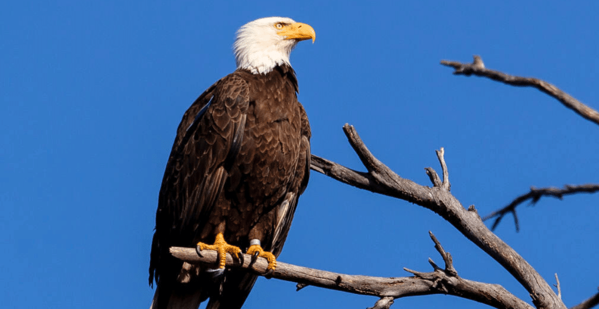 Bald Eagle Killed In Alabama, Authorities Offer $2,500 Reward For ...