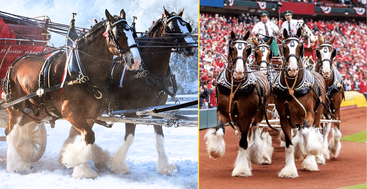 Meet The Baby Budweiser Clydesdale Born On New Year's Day