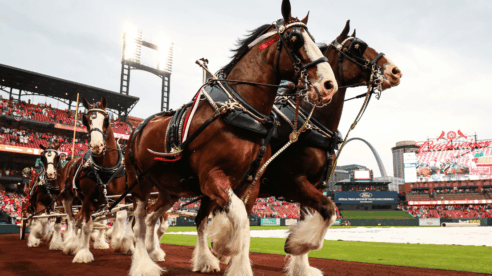 Watch The Budweiser Clydesdales Lap Around The Field On Opening Day At ...
