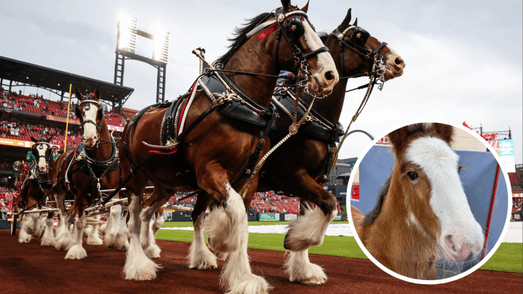 Meet The Baby Budweiser Clydesdale Born On New Year's Day