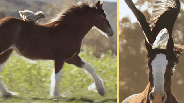 Budweiser Releases 2026 Super Bowl Commercial - Watch It Before The Big ...